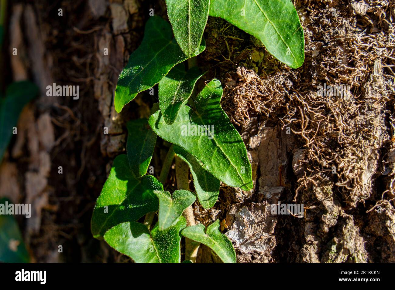 English ivy leaves hi-res stock photography and images - Alamy