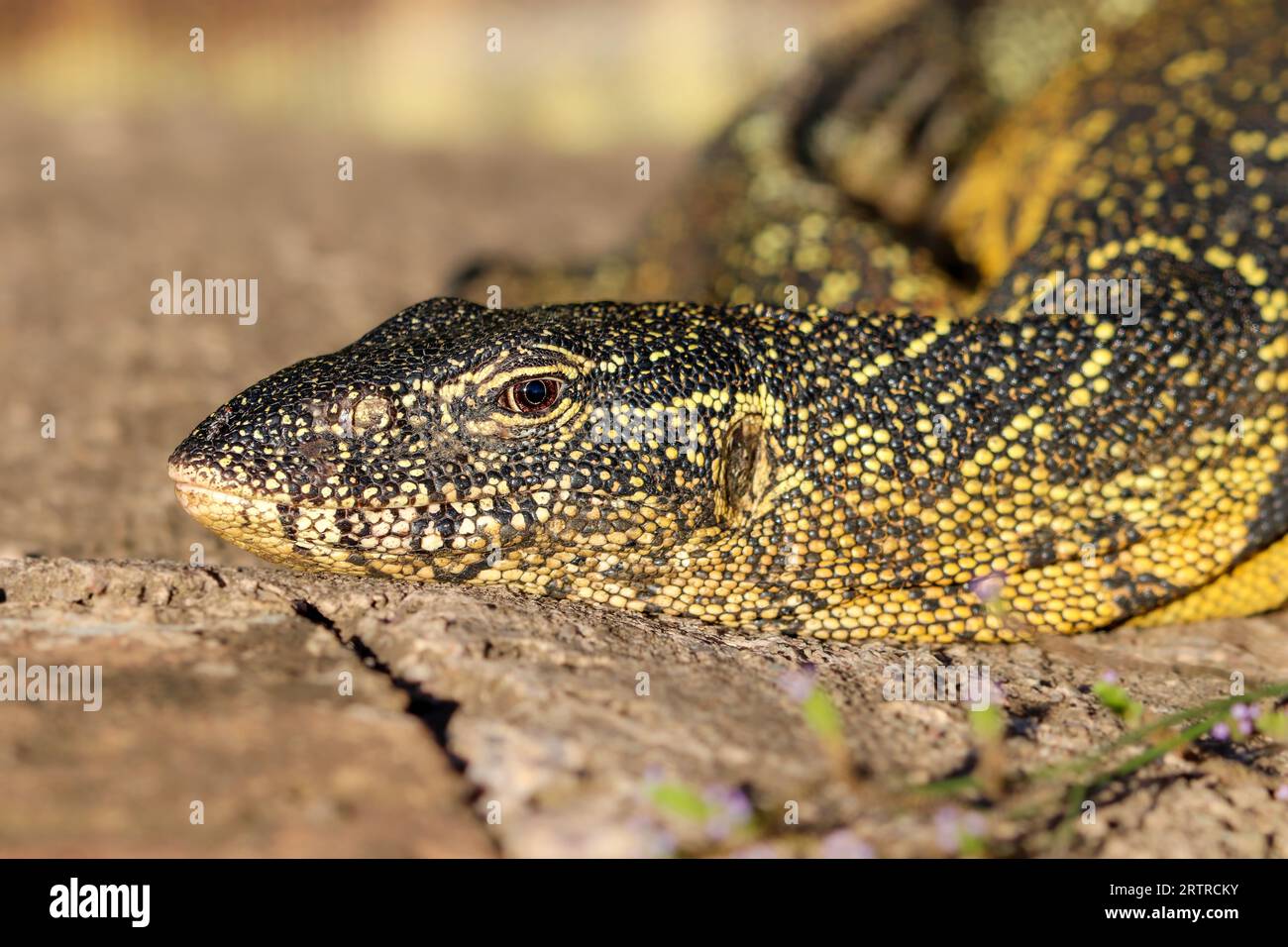 Monitor Lizard or Nile Monitor, Kruger National Park, South Africa ...