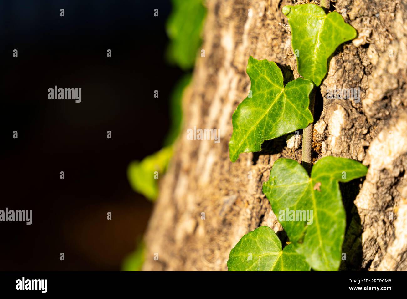 English ivy leaves hi-res stock photography and images - Alamy