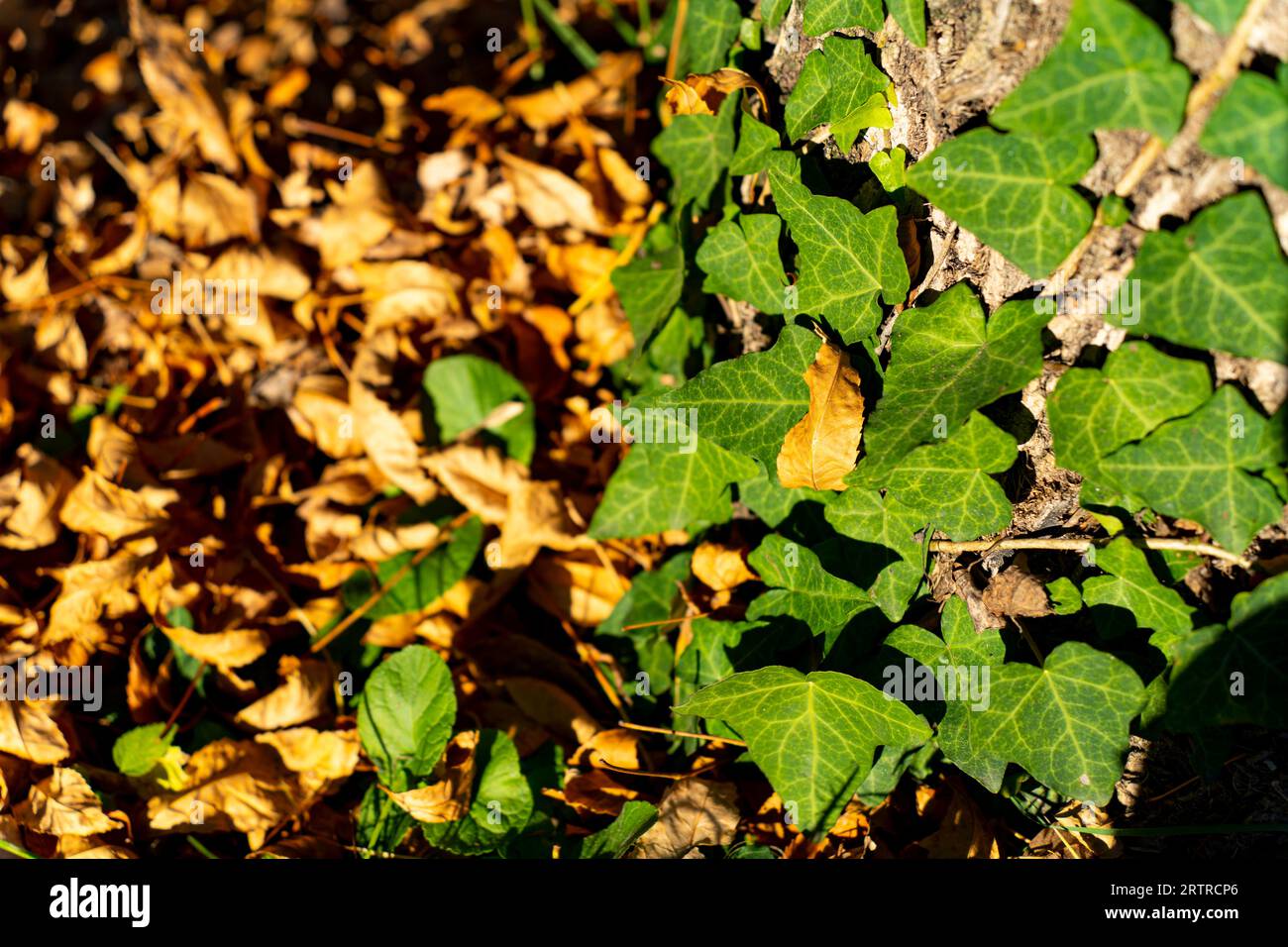 English ivy leaves hi-res stock photography and images - Alamy