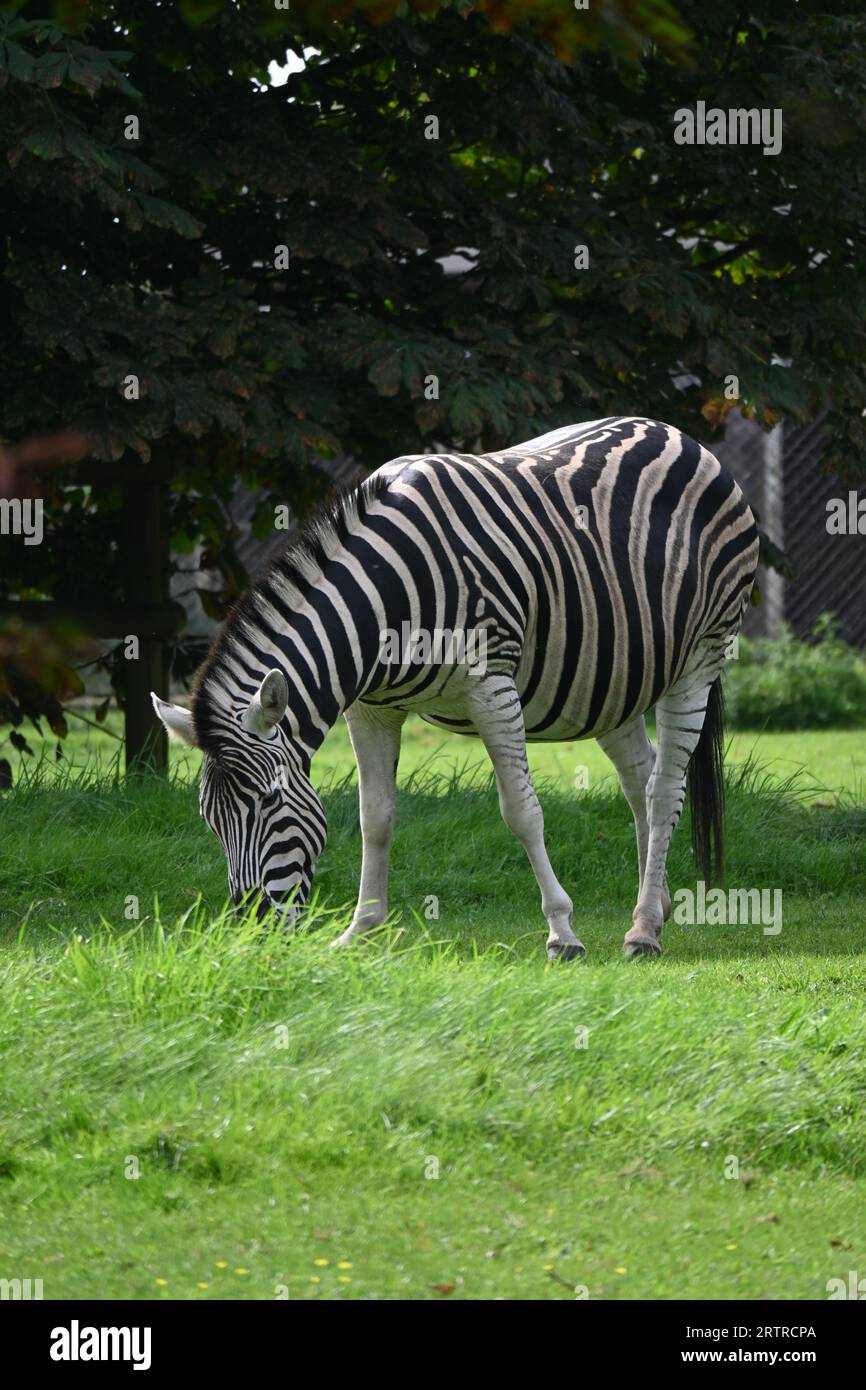 Animals At The Zoo Stock Photo - Alamy