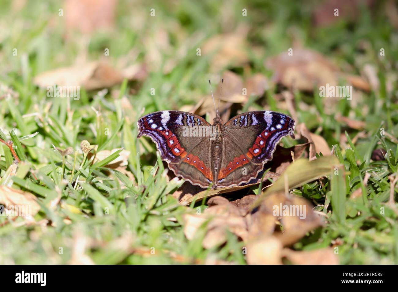 Garden Commodore Butterfly (Precis archesia archesia), South Africa ...