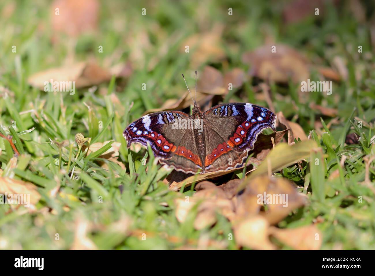 Garden Commodore Butterfly (Precis archesia archesia), South Africa ...