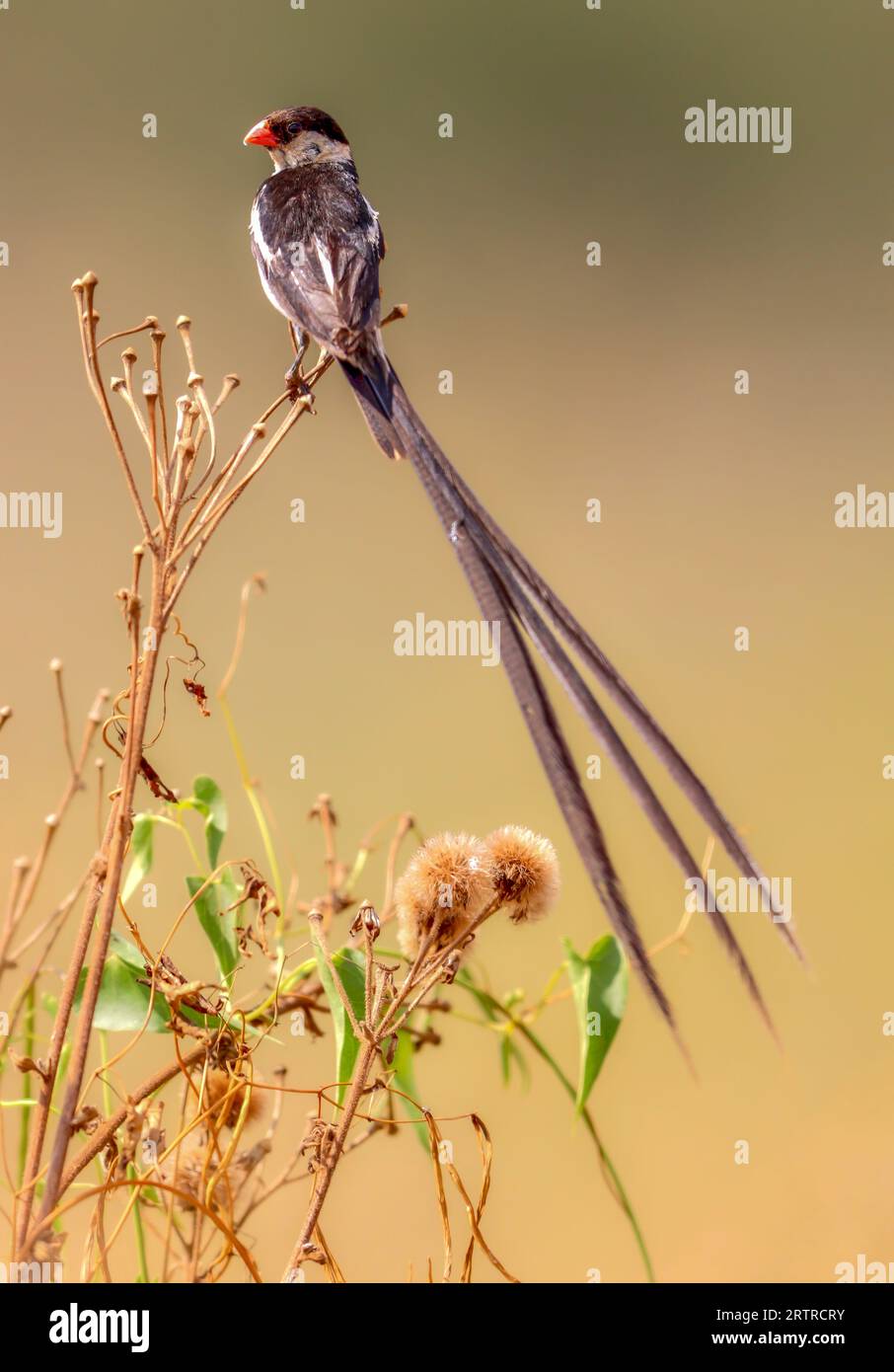 Male Pin-tailed Whydah (Vidua macroura) in breeding plumage, Kruger ...