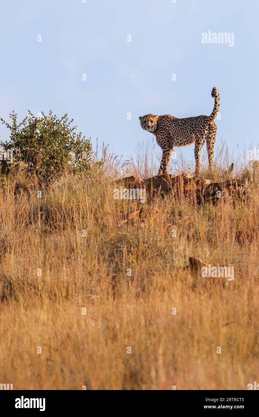 Collared Cheetah (Acinonyx jubatus), cheetah research, South Africa ...