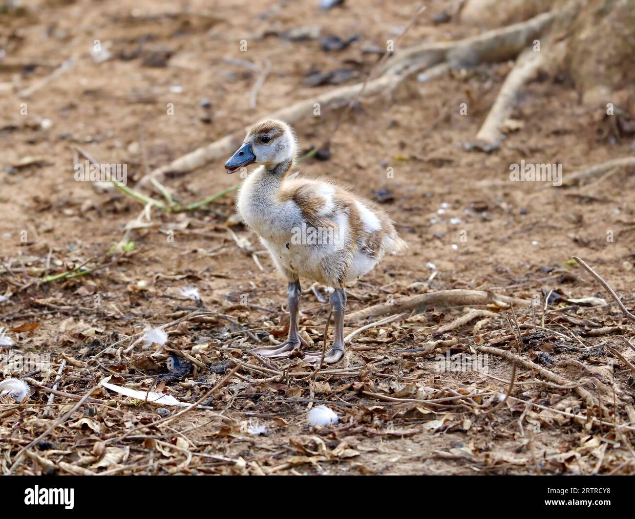 Egyptian goose gosling (Alopochen aegyptiaca), Kruger National Park ...