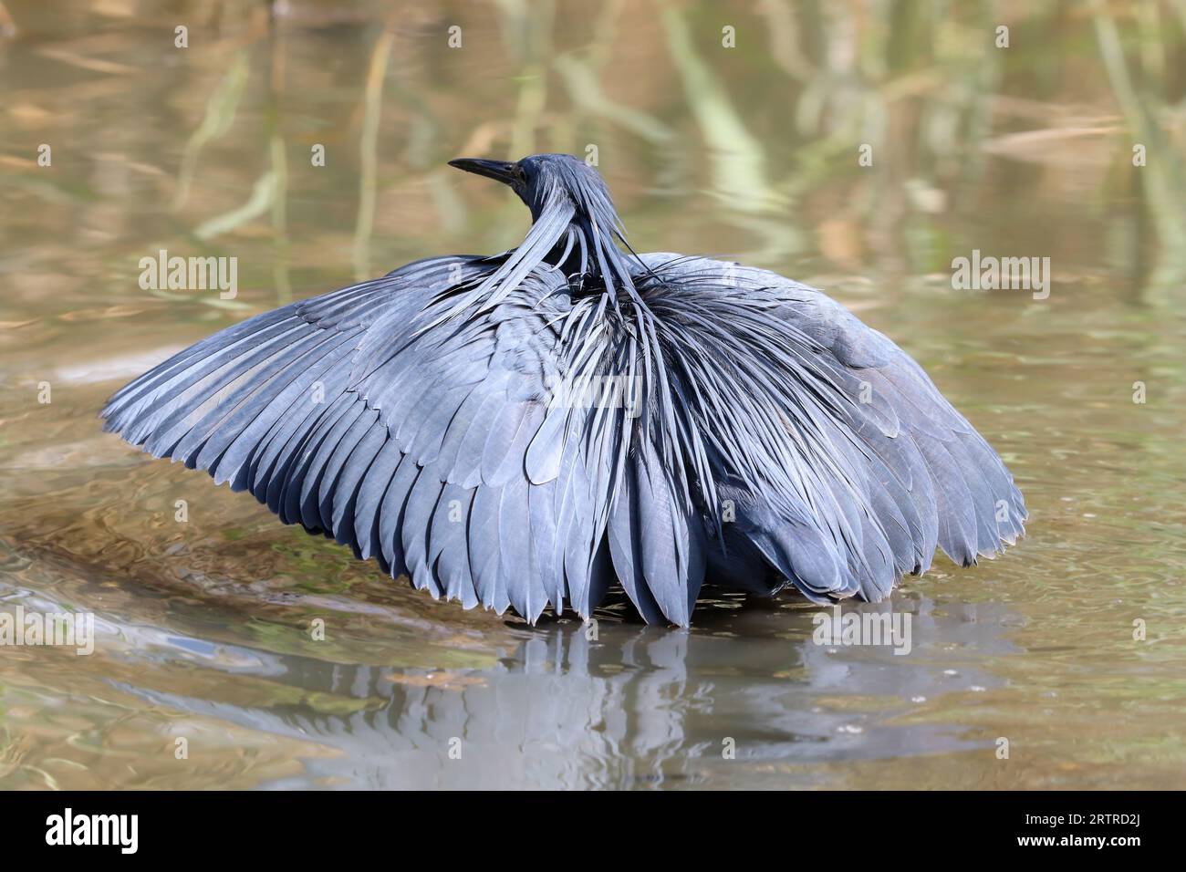 Black Heron or Black Egret (Egretta ardesiaca), Kruger National Park ...