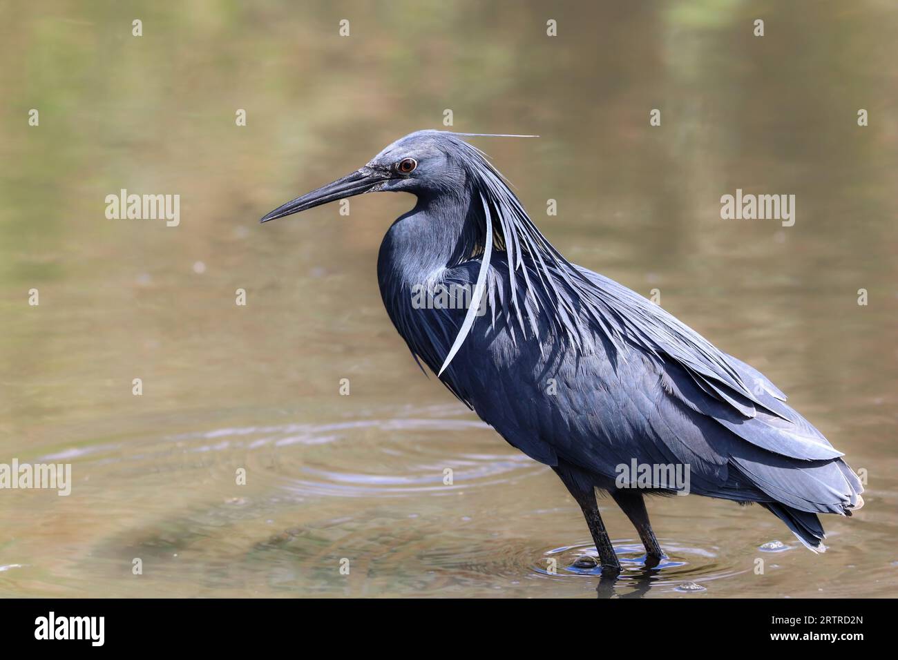 Black Heron or Black Egret (Egretta ardesiaca), Kruger National Park ...