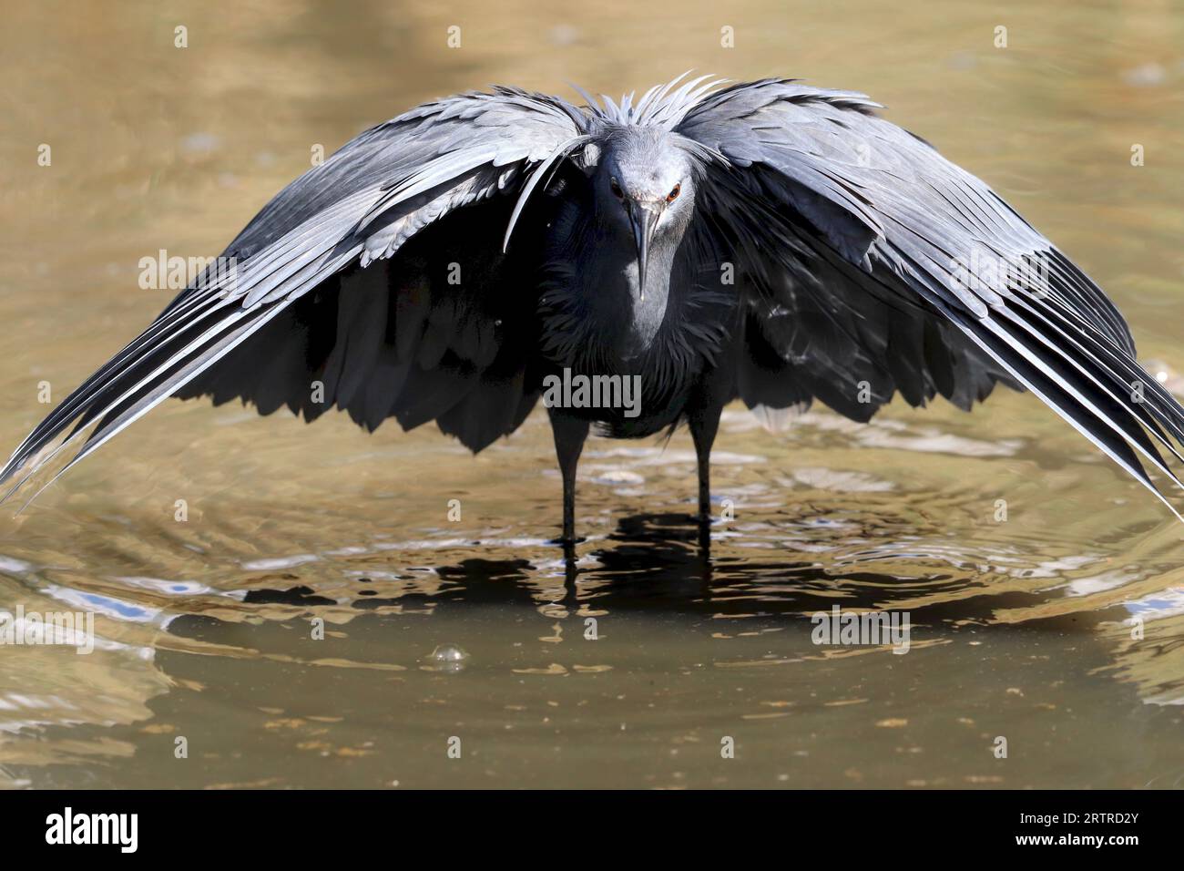 Canopy bird hi-res stock photography and images - Alamy