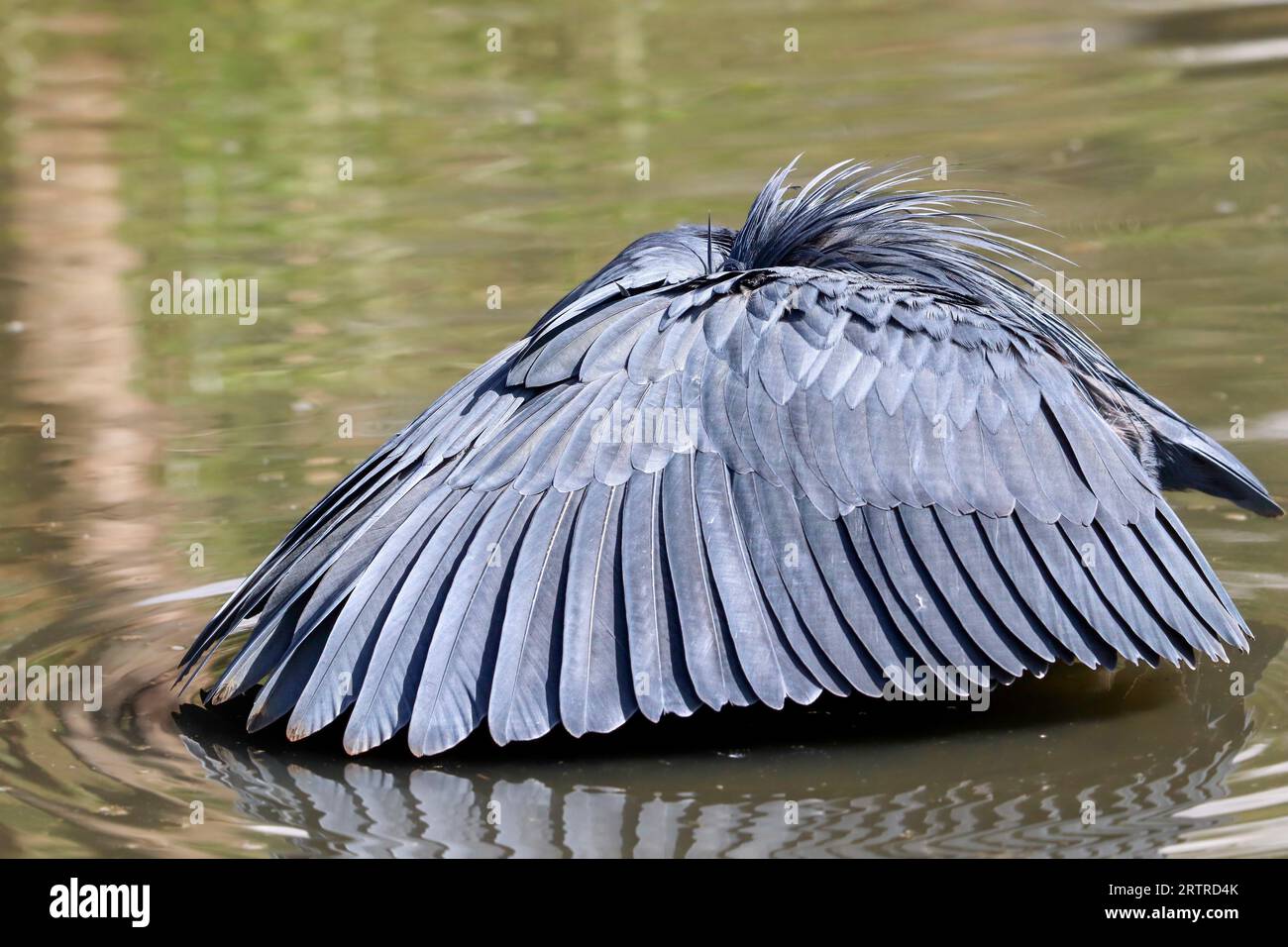 Canopy wing hi-res stock photography and images - Alamy
