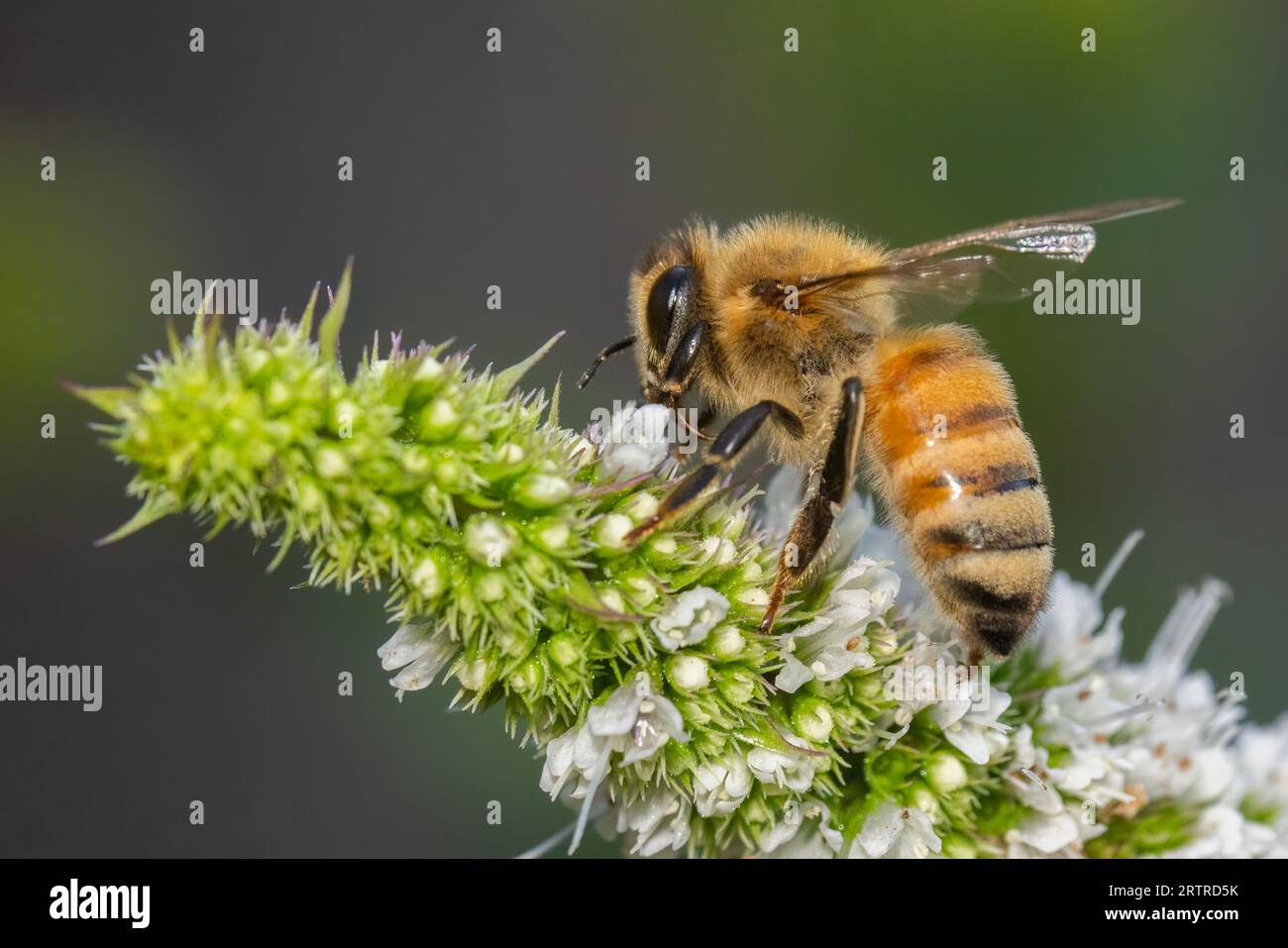 European honey bee close up Stock Photo - Alamy