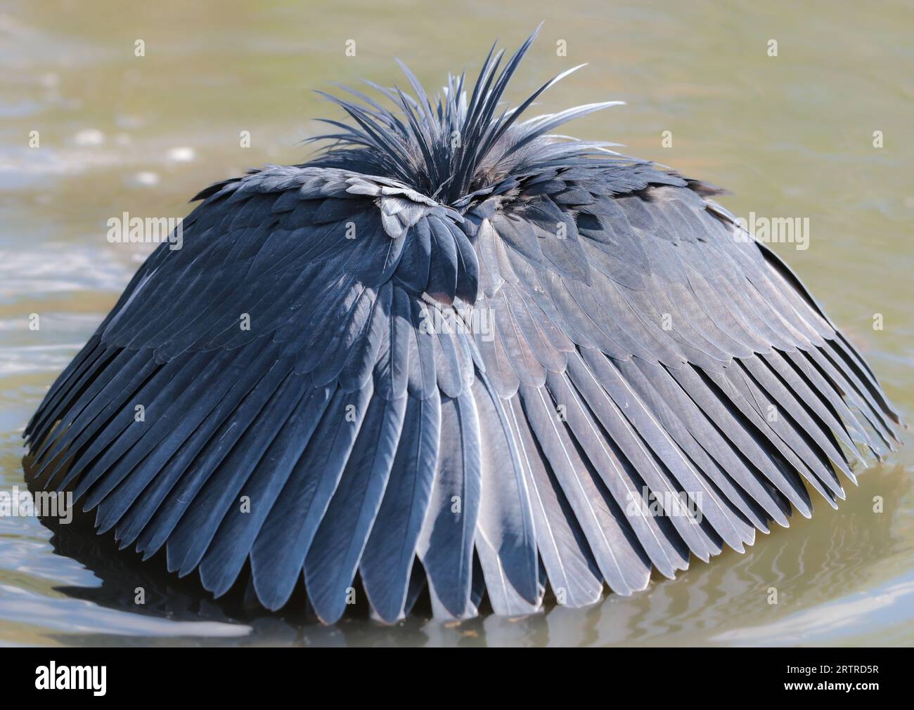 Canopy wing hi-res stock photography and images - Alamy