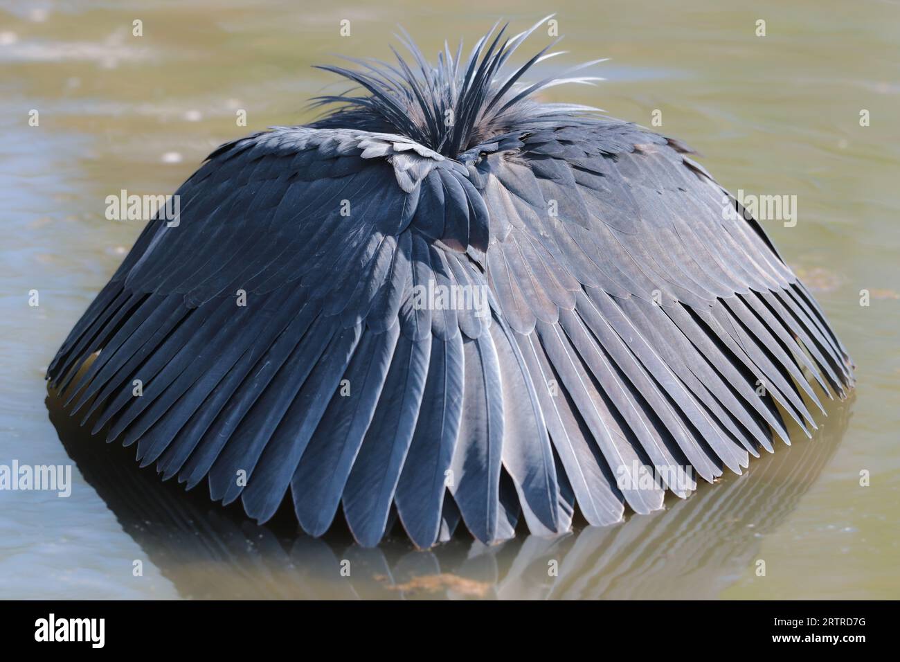 Canopy wing hi-res stock photography and images - Alamy