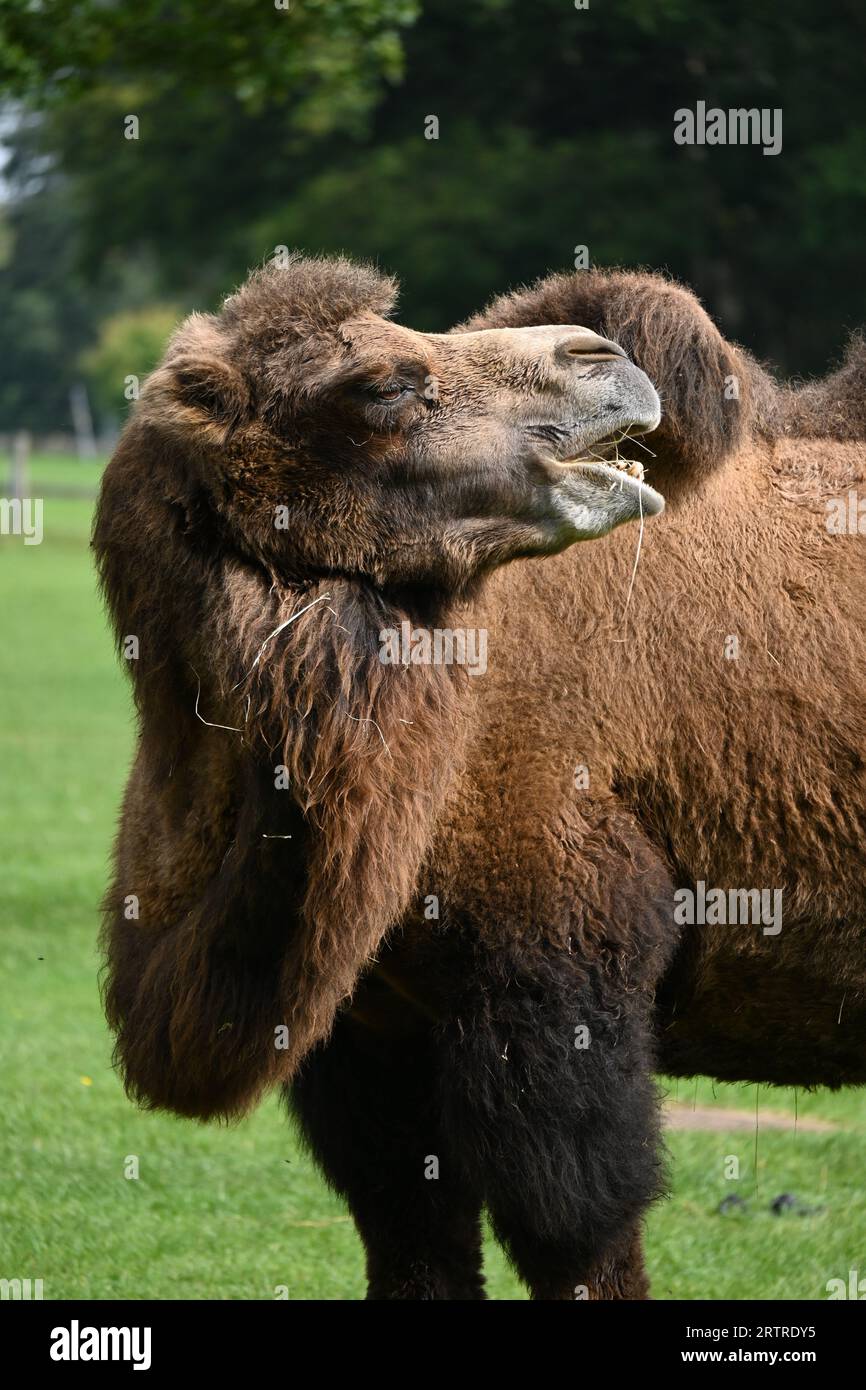 Animals At The Zoo Stock Photo - Alamy