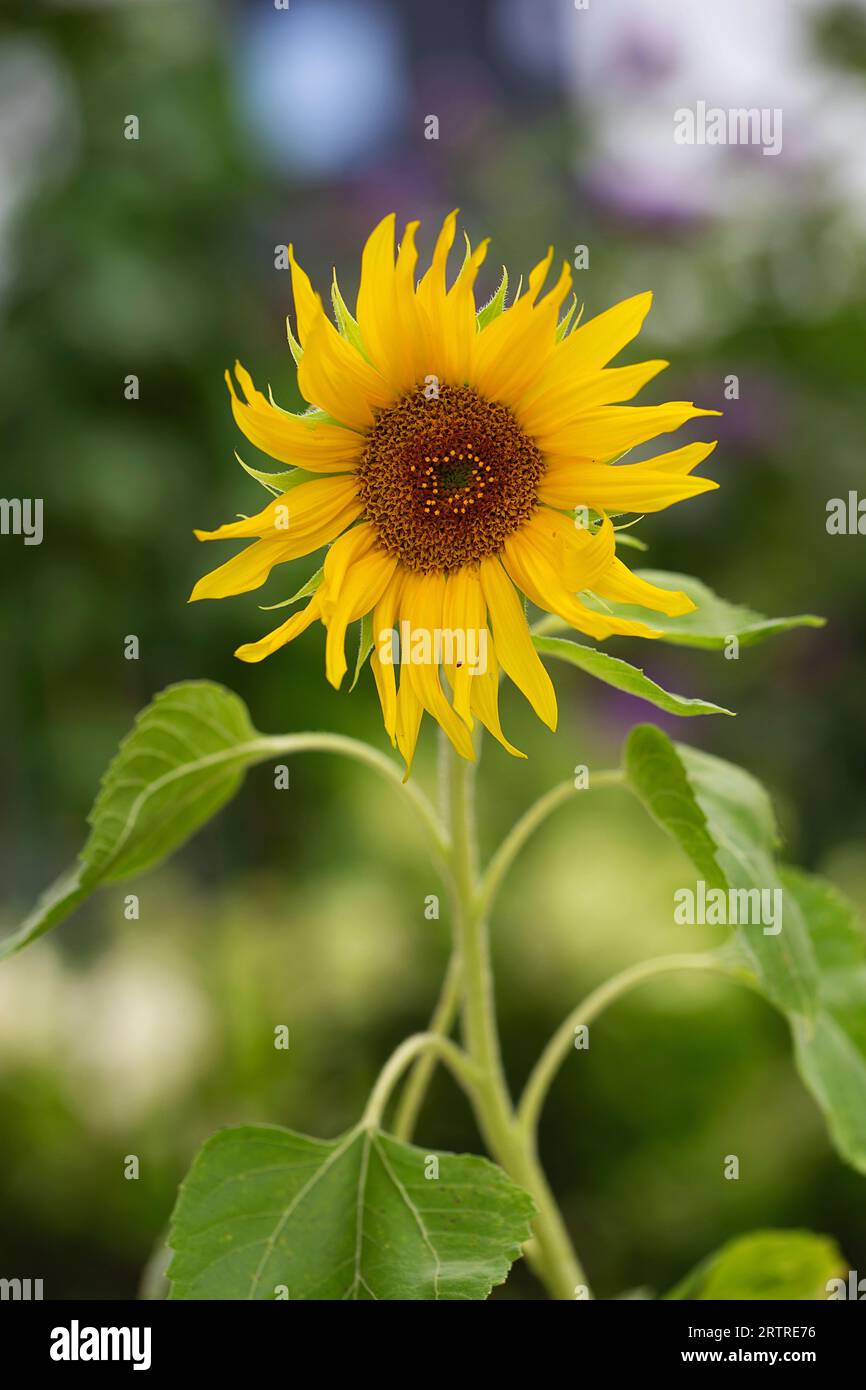 Close-up of a sunflower growing. Helianthus. Flower of sunflower head ...