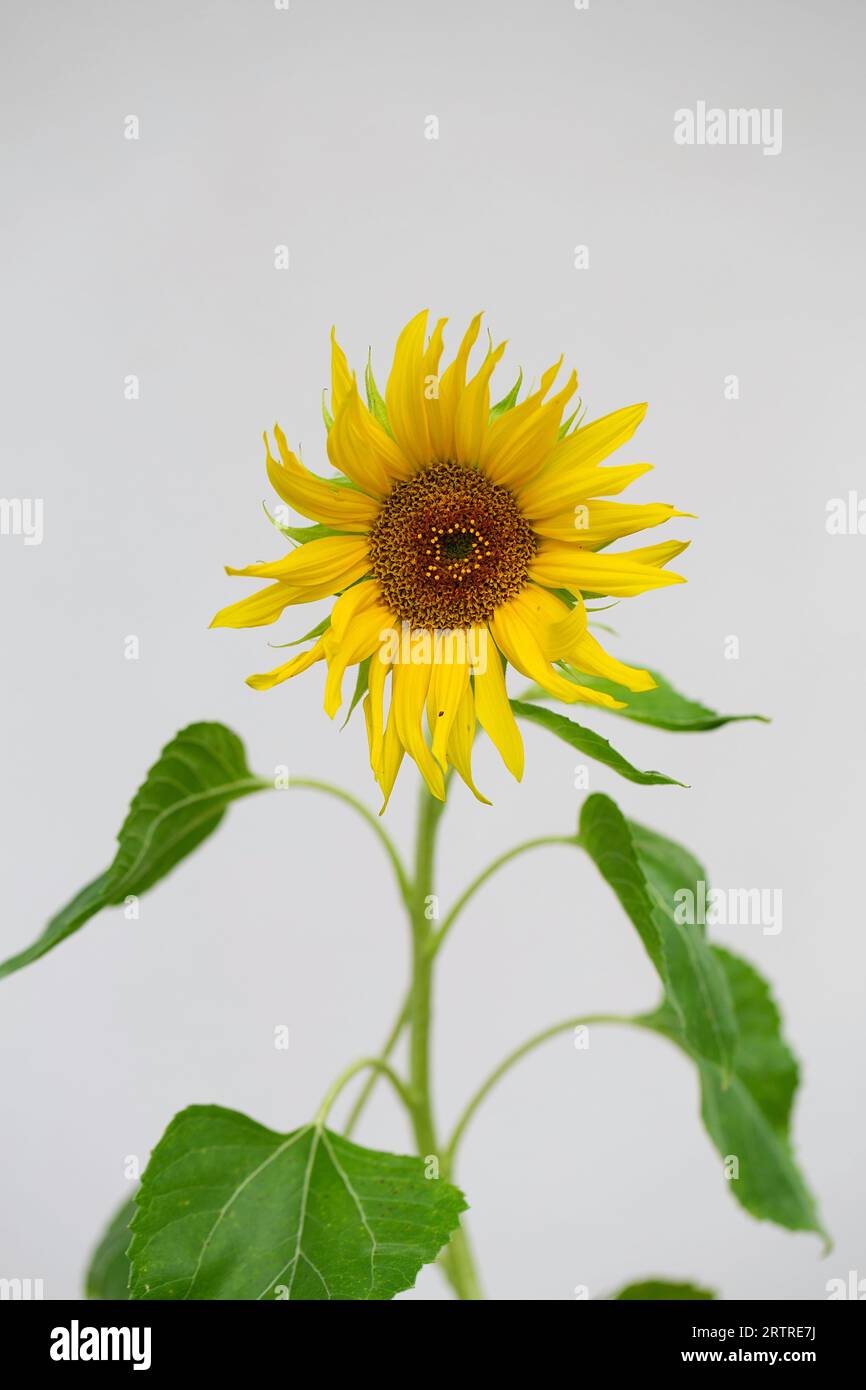 Close-up of a sunflower growing. Helianthus. Flower of sunflower head ...