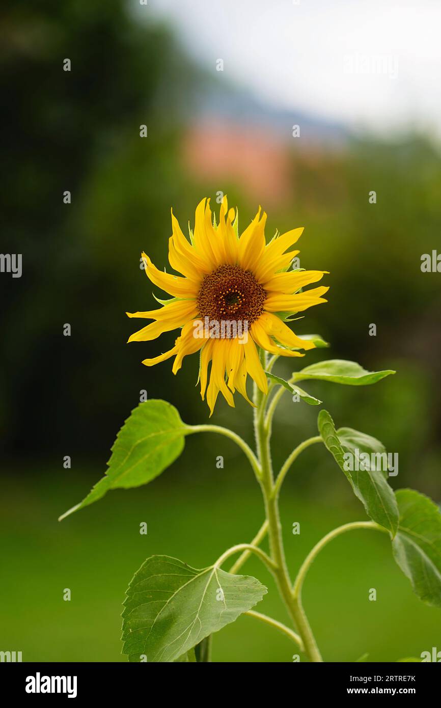 Close-up of a sunflower growing. Helianthus. Flower of sunflower head ...