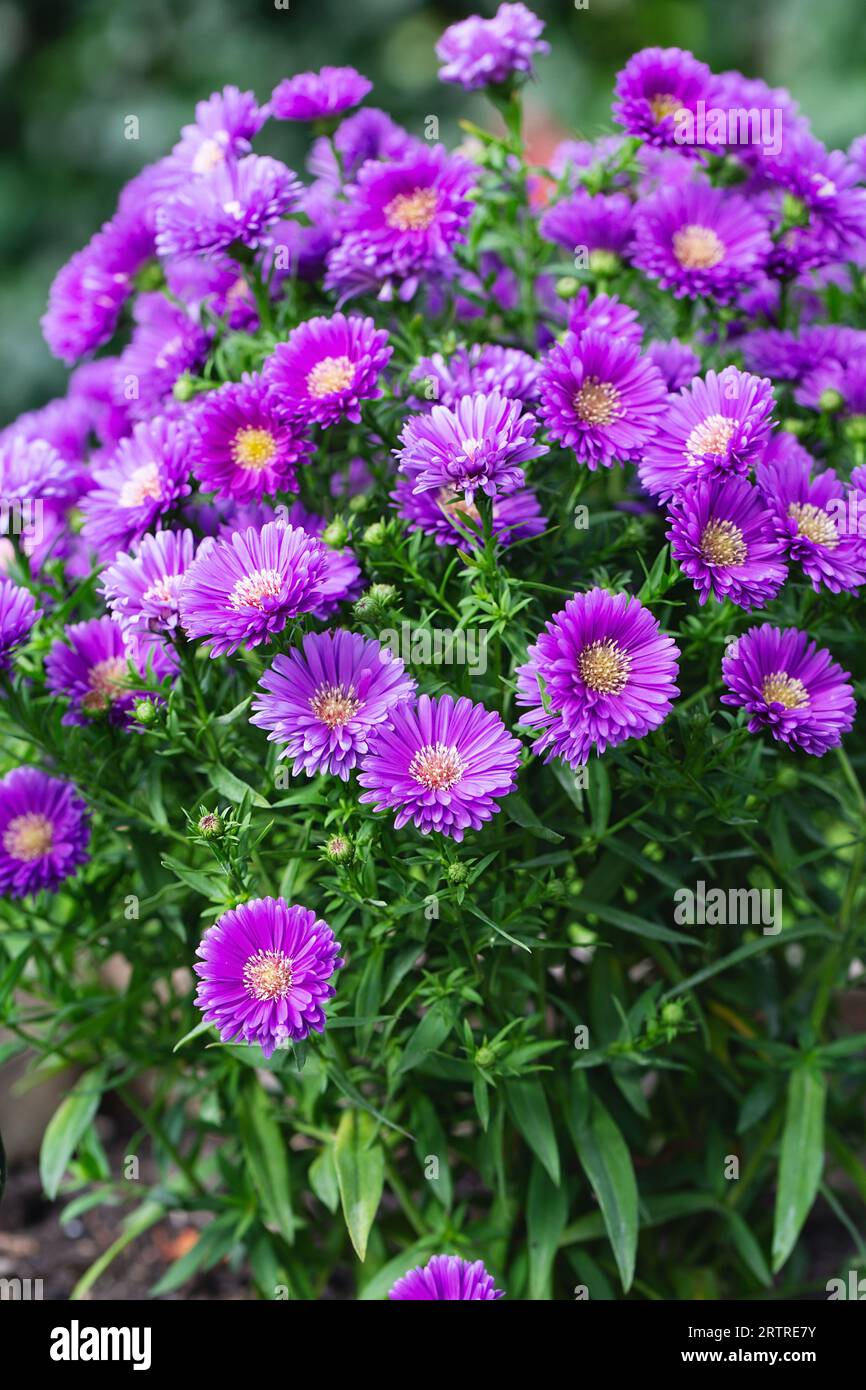 Background with purple asters. Pink daisies. Aster alpinus, perennial ...