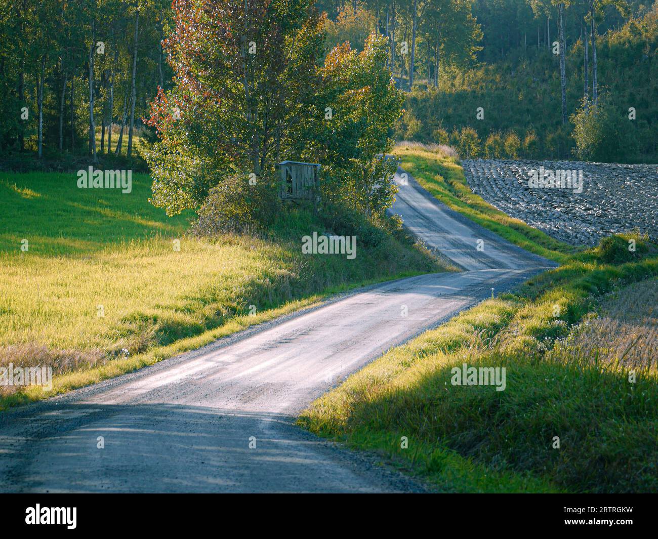 Country road amidst trees hi-res stock photography and images - Alamy