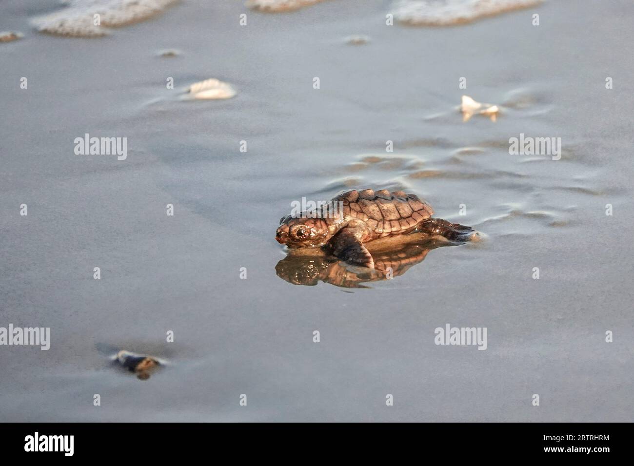 Isle of Palms, United States of America. 14 September, 2023. An ...