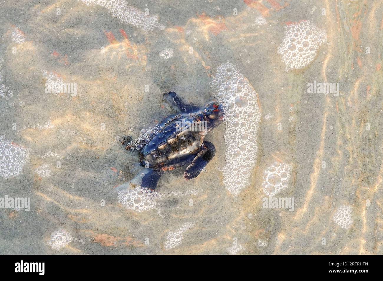Isle of Palms, United States of America. 14 September, 2023. An ...