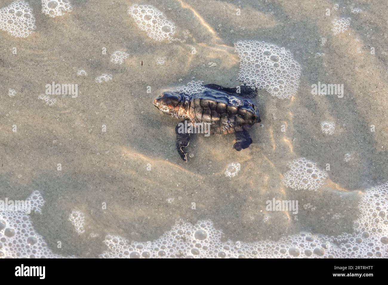 Isle of Palms, United States of America. 14 September, 2023. An ...