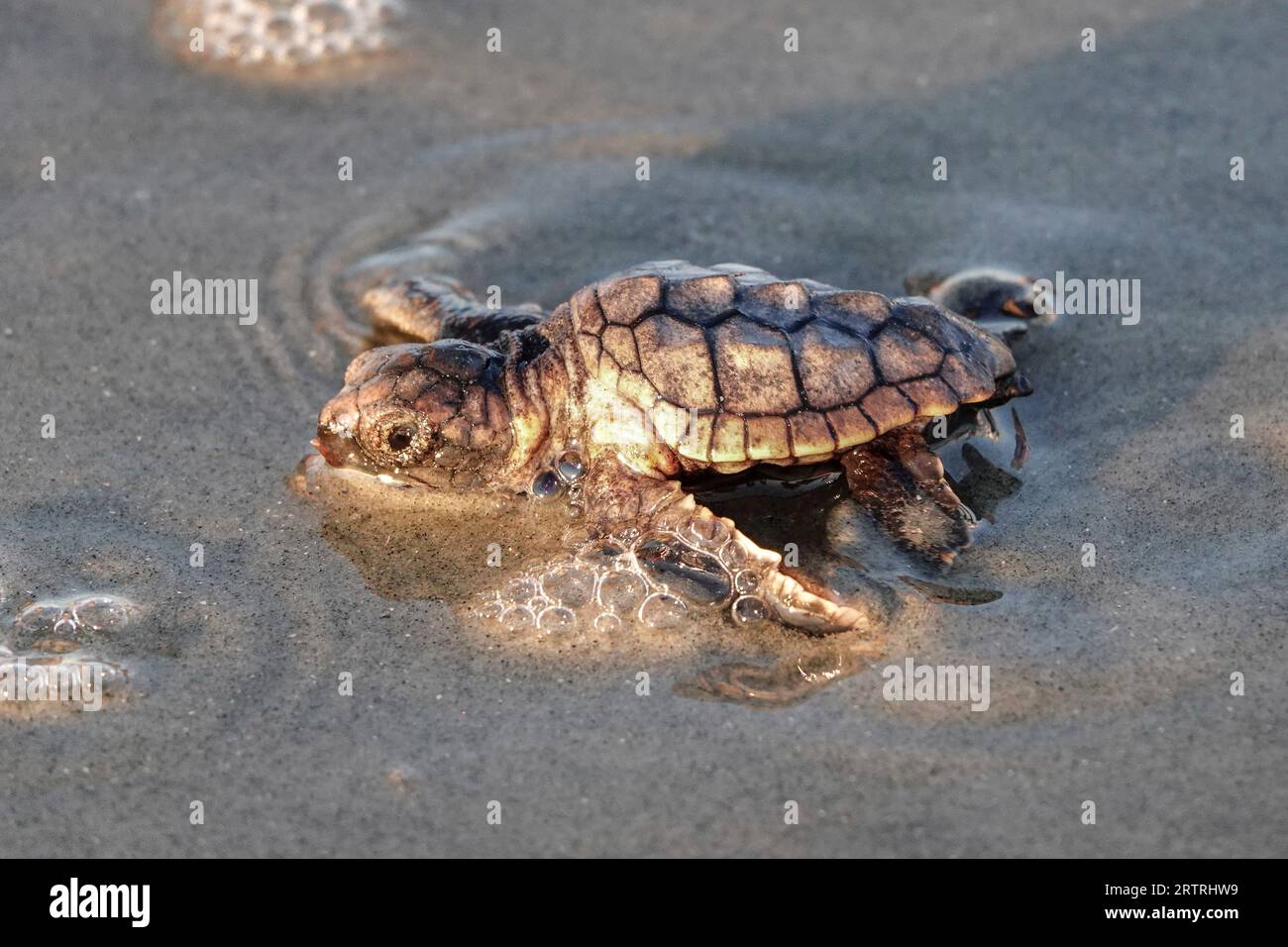 Isle of Palms, United States of America. 14 September, 2023. An ...