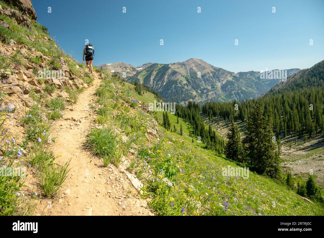 Hiker Climbs Through Wild Flower Meadow On Rendezvous Mountain Trail in ...