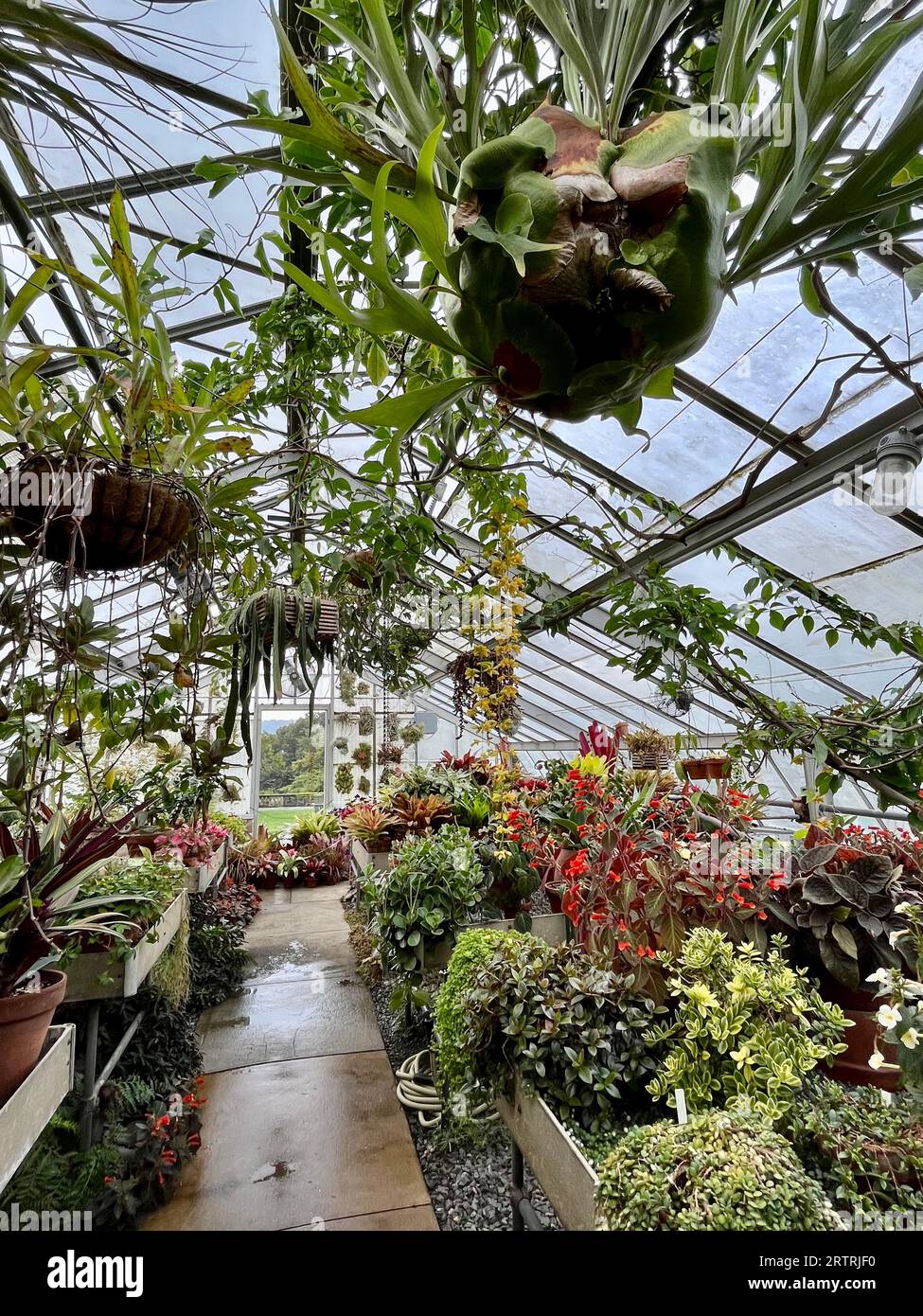 Plants in Greenhouse, Wave Hill Public Garden and Cultural Center ...