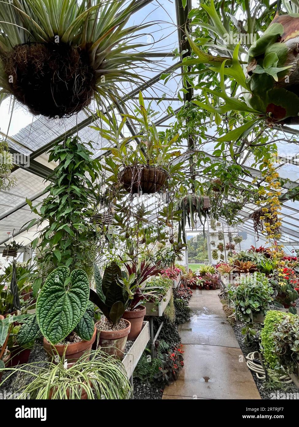Plants in Greenhouse, Wave Hill Public Garden and Cultural Center ...