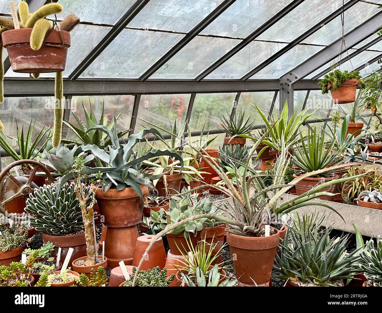 Plants in Greenhouse, Wave Hill Public Garden and Cultural Center ...