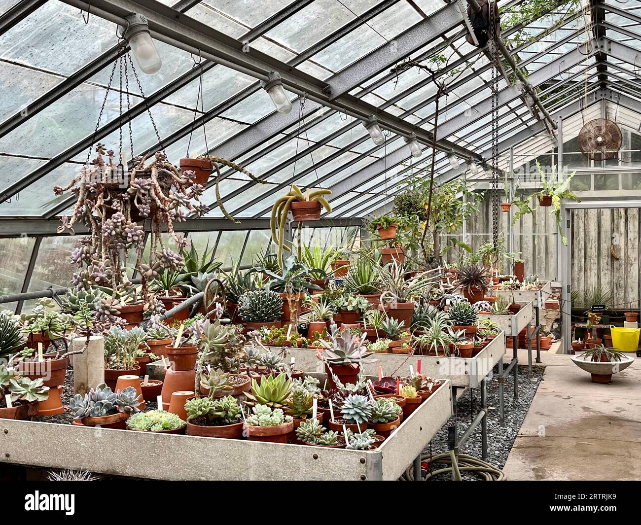 Plants in Greenhouse, Wave Hill Public Garden and Cultural Center ...