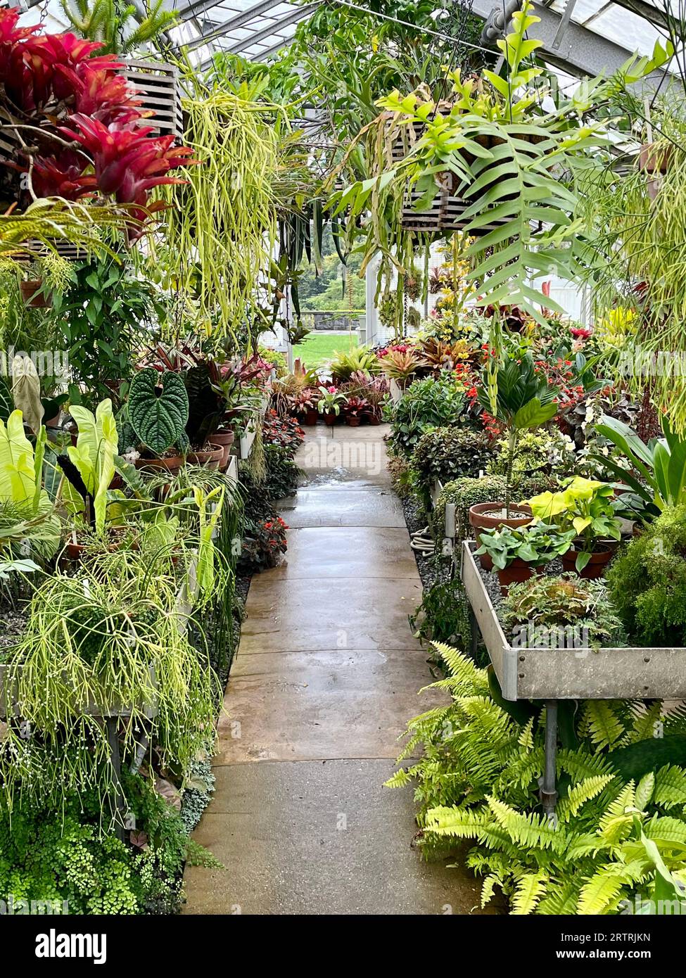 Plants in Greenhouse, Wave Hill Public Garden and Cultural Center ...