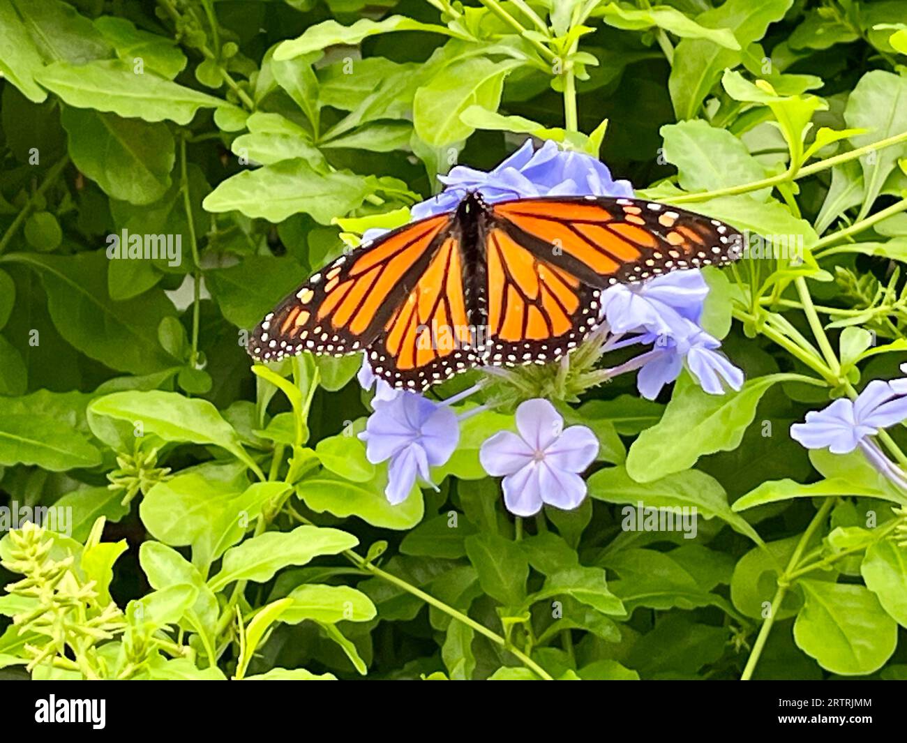 Monarch Butterfly in the Garden Stock Photo - Alamy