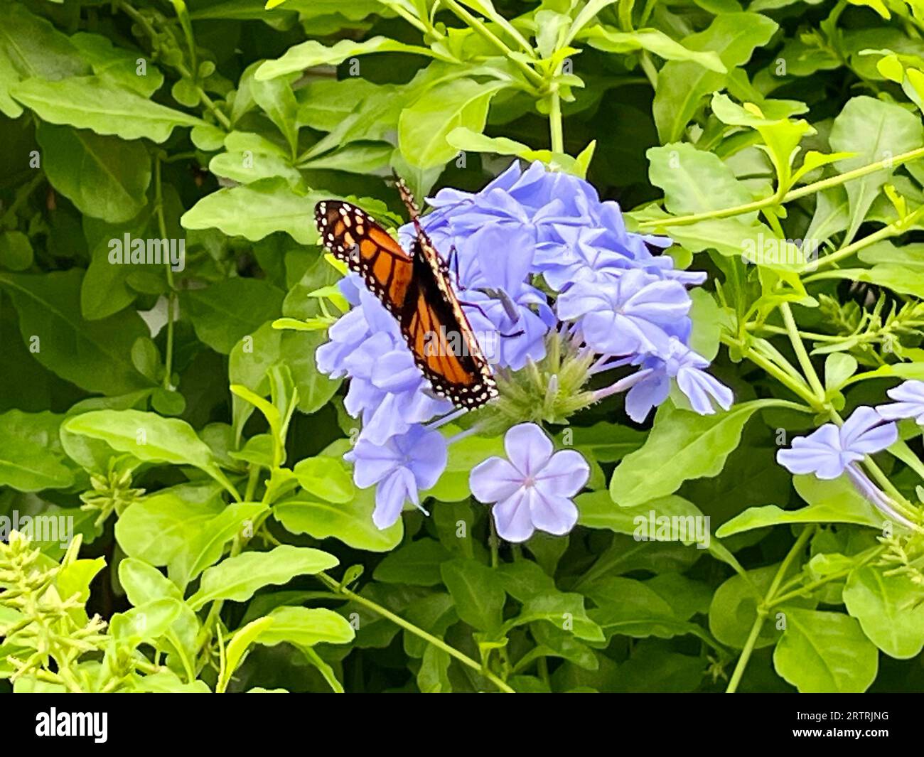 Monarch Butterfly in the Garden Stock Photo - Alamy