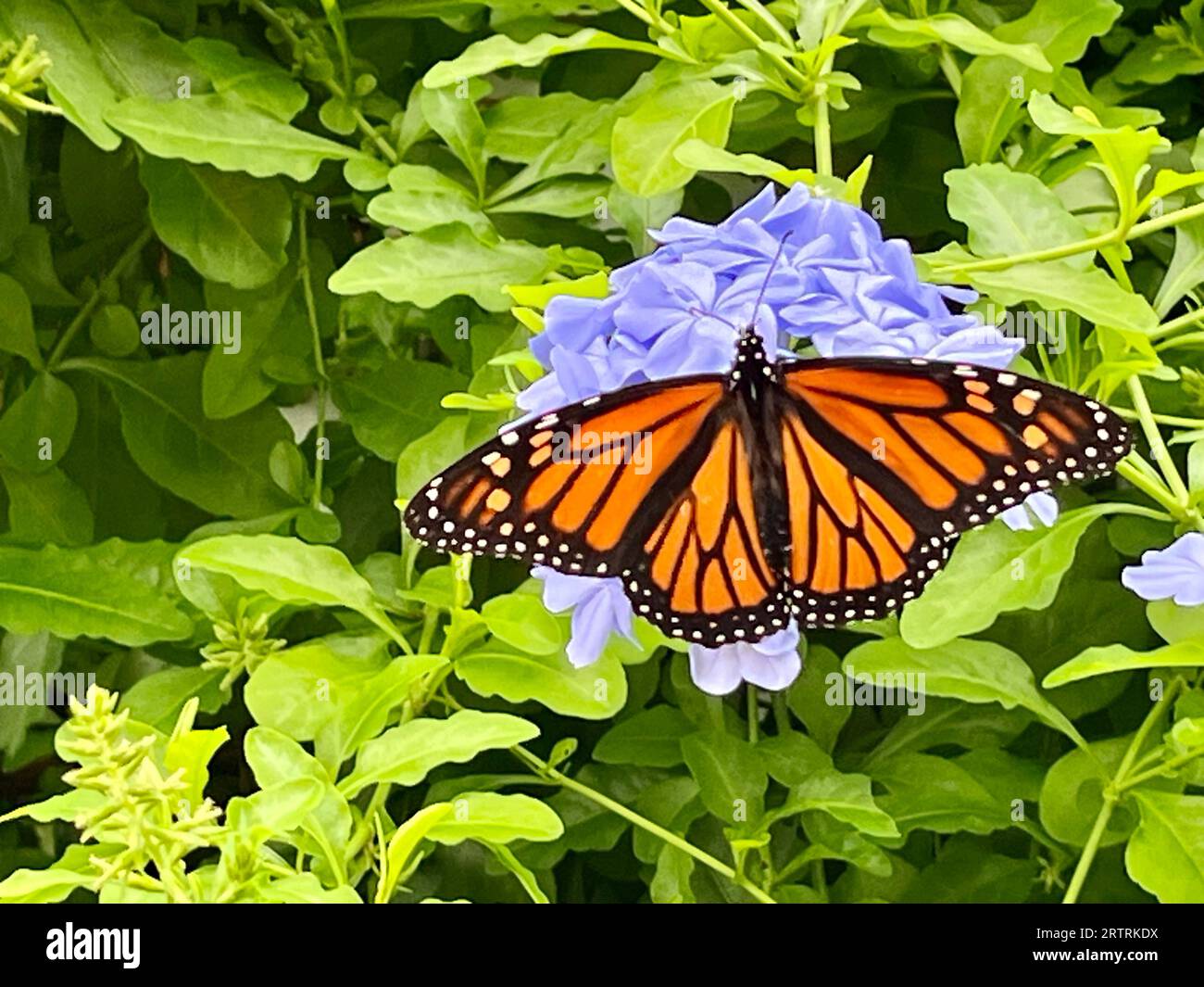 Monarch Butterfly in the Garden Stock Photo - Alamy