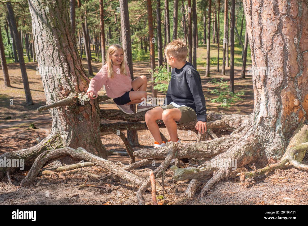 Two children, 7 and 10 years old, playing on aerial roots in the forest ...