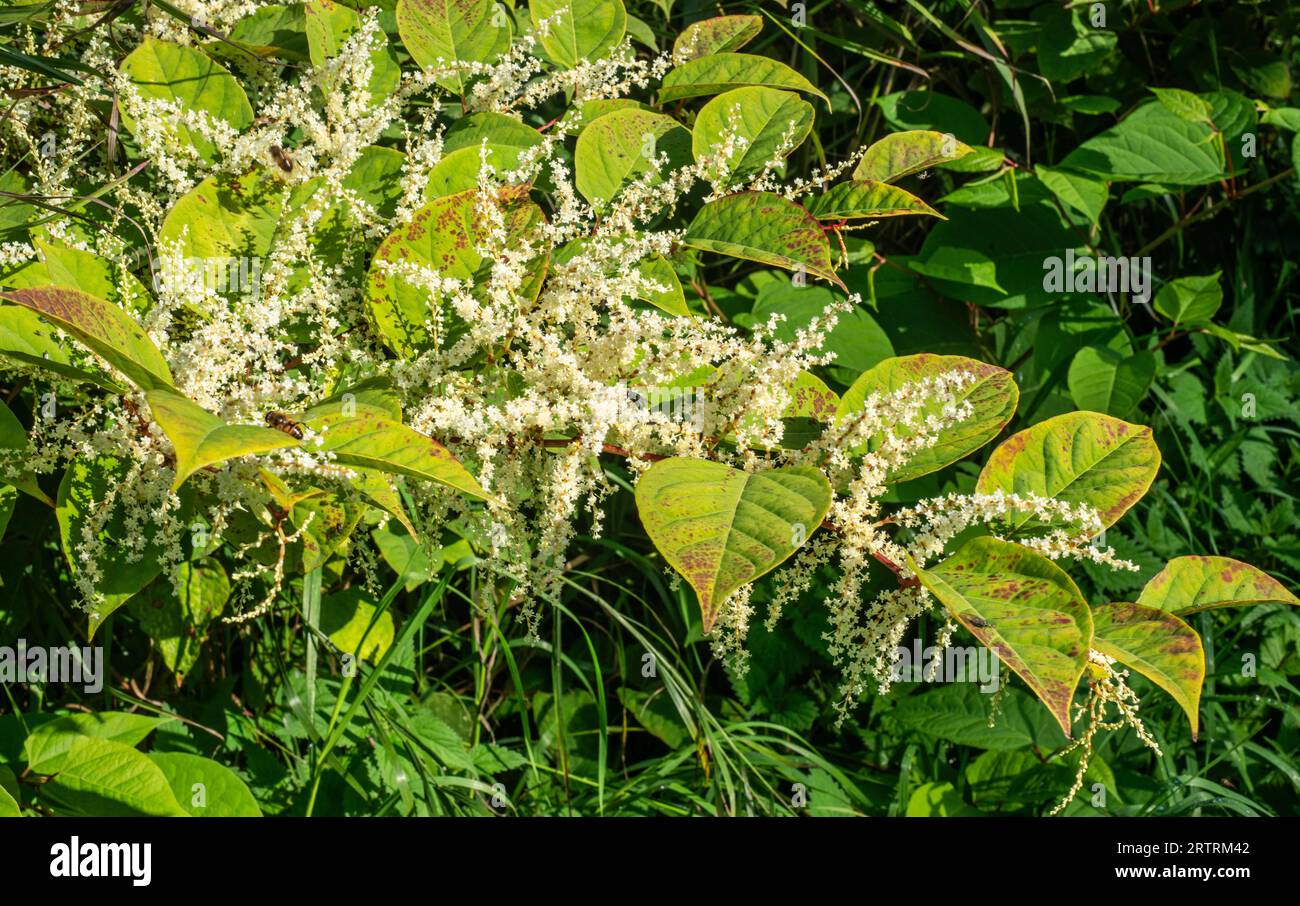 Flowering Japanese Knotweed (Fallopia Japonica), an invasive piece in a ...