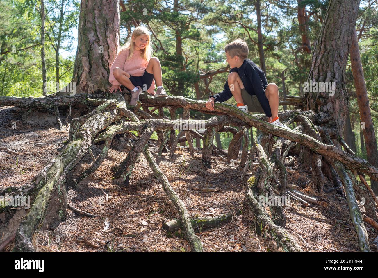 Two children, 7 and 10 years old, playing on aerial roots in the forest ...
