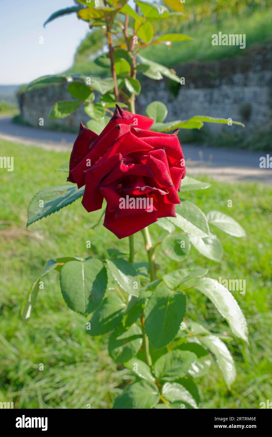 Signposted wine and rose trail around the Weibertreu castle ruins ...