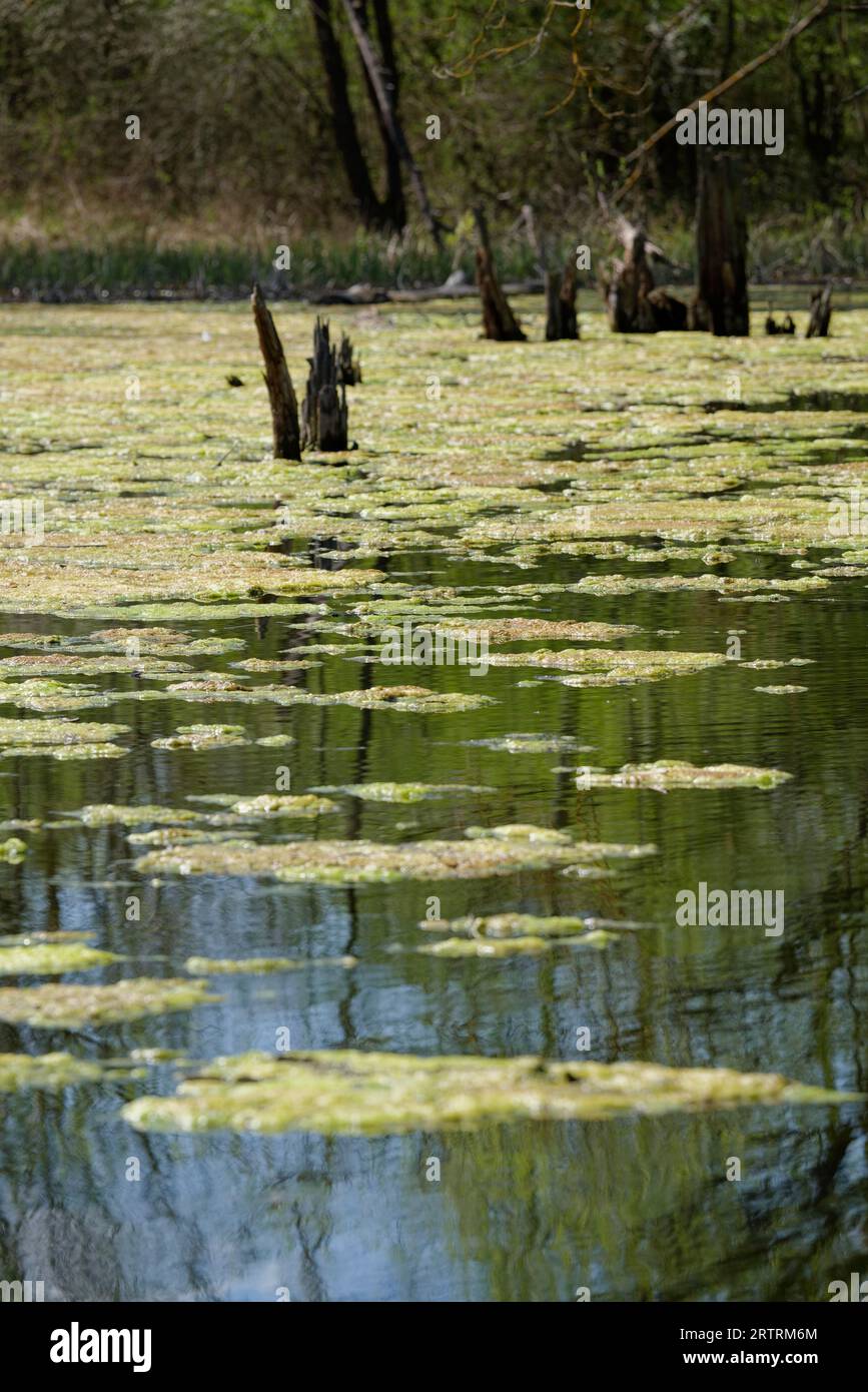 Algae carpet hi-res stock photography and images - Alamy