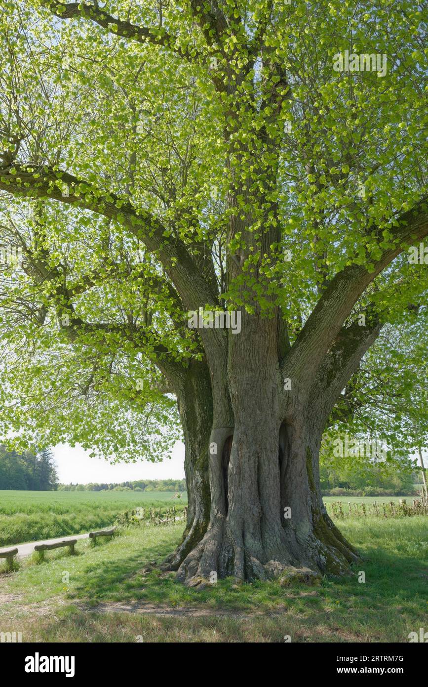 Lime tree at the pilgrimage chapel, Way of St. James, Martinuswege ...