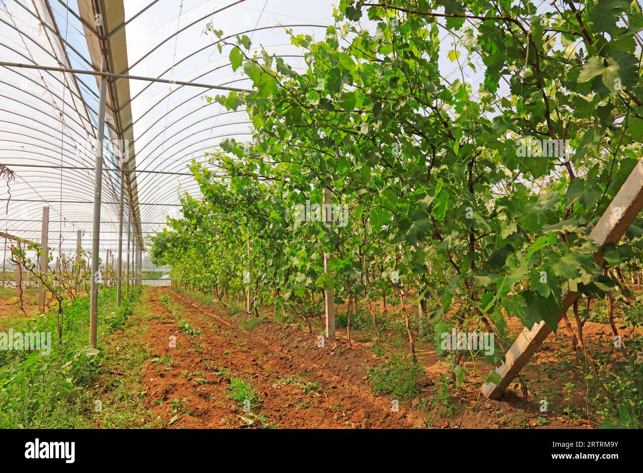 grape seedlings in the greenhouse Stock Photo - Alamy