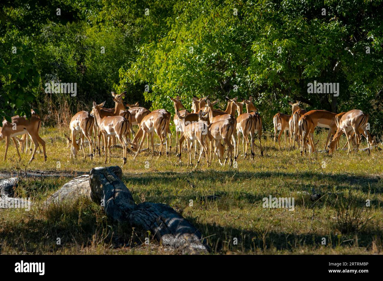 Impalas (Aepyceros) herd with female impala antelopes, Moremi, Botswana ...