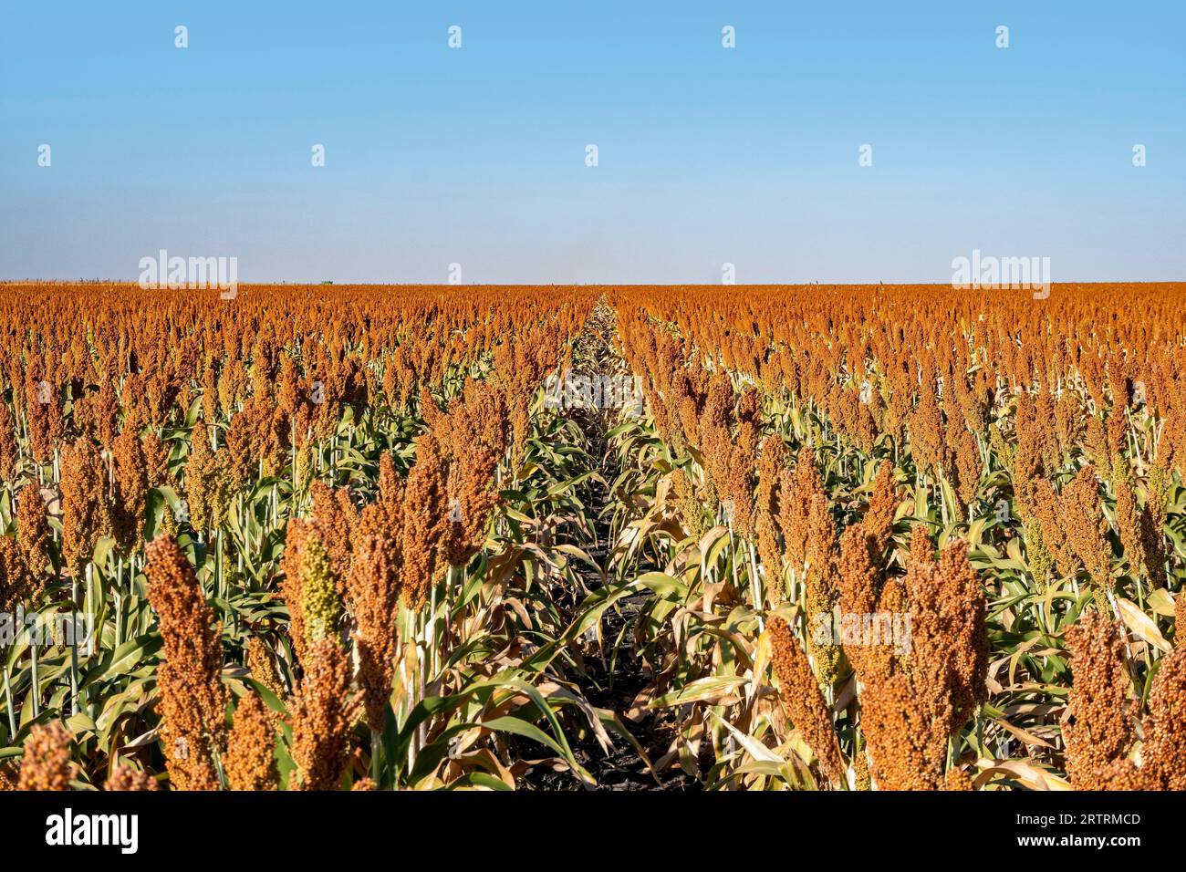 Millet and millet cultivation, field, Botswana Stock Photo - Alamy