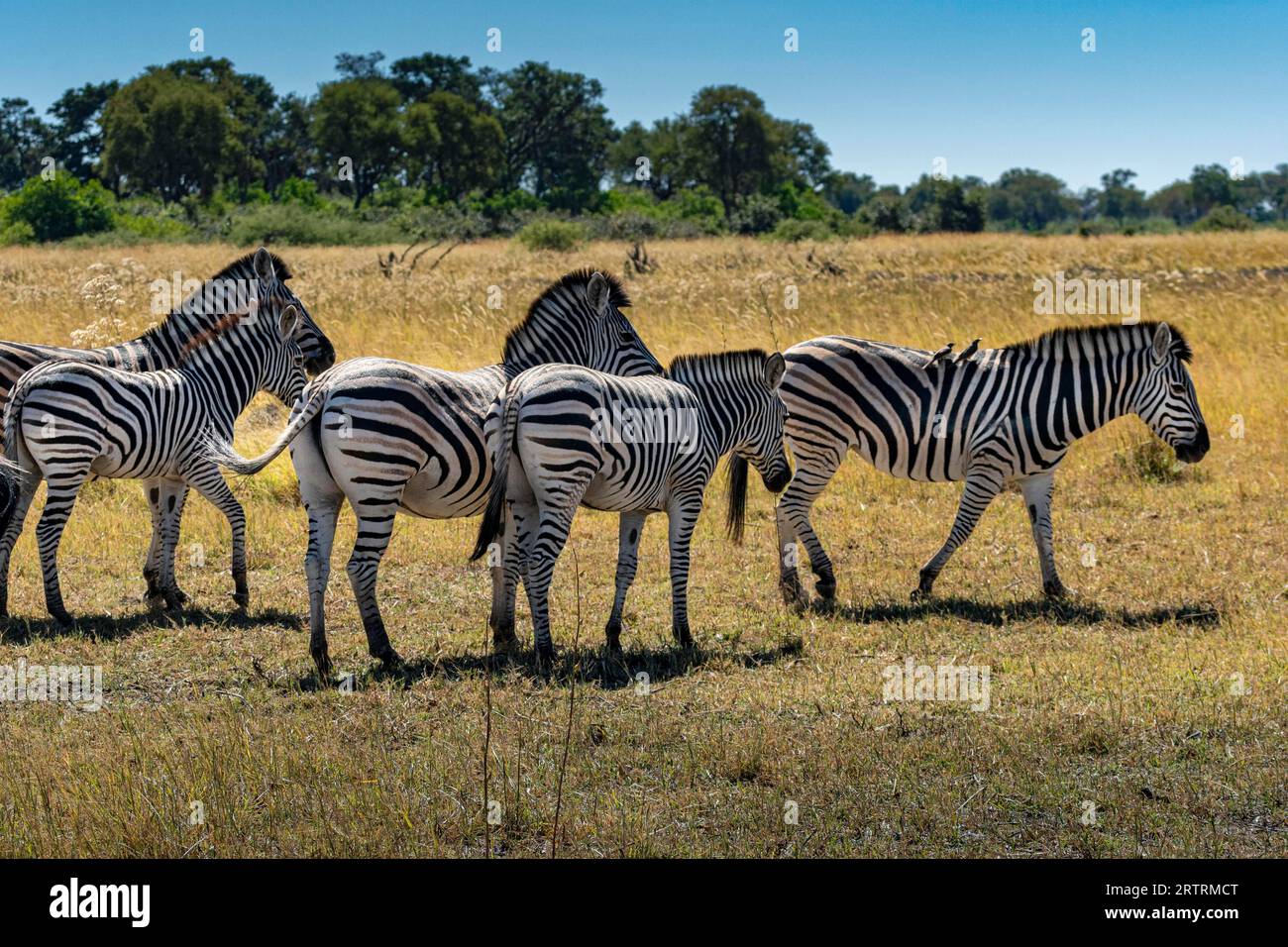 Zebras (Hippotigris) group in Moremi Conservation Area, Botswana Stock ...