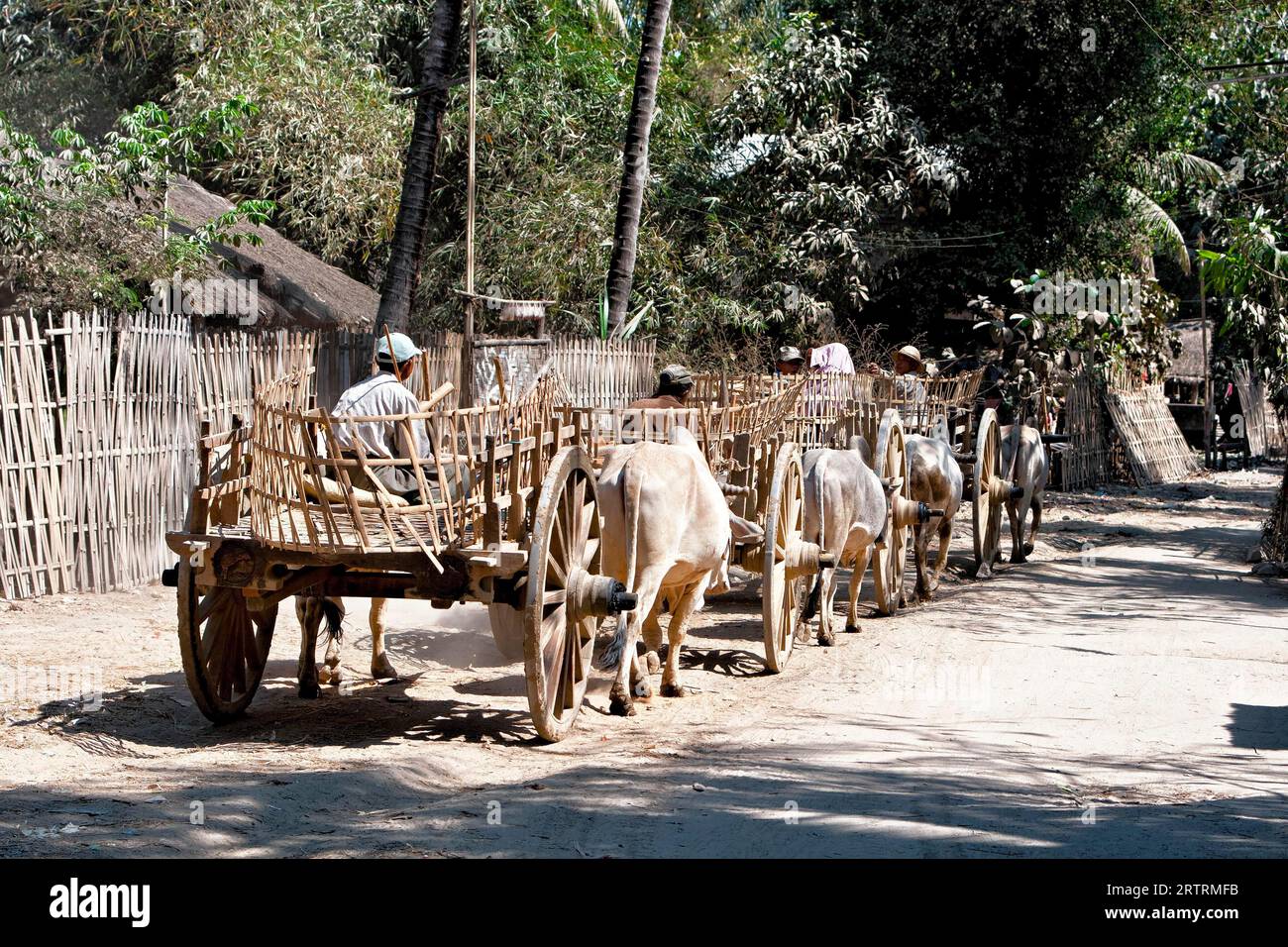 Ox cart in village, Toungoo, Myanmar Stock Photo - Alamy