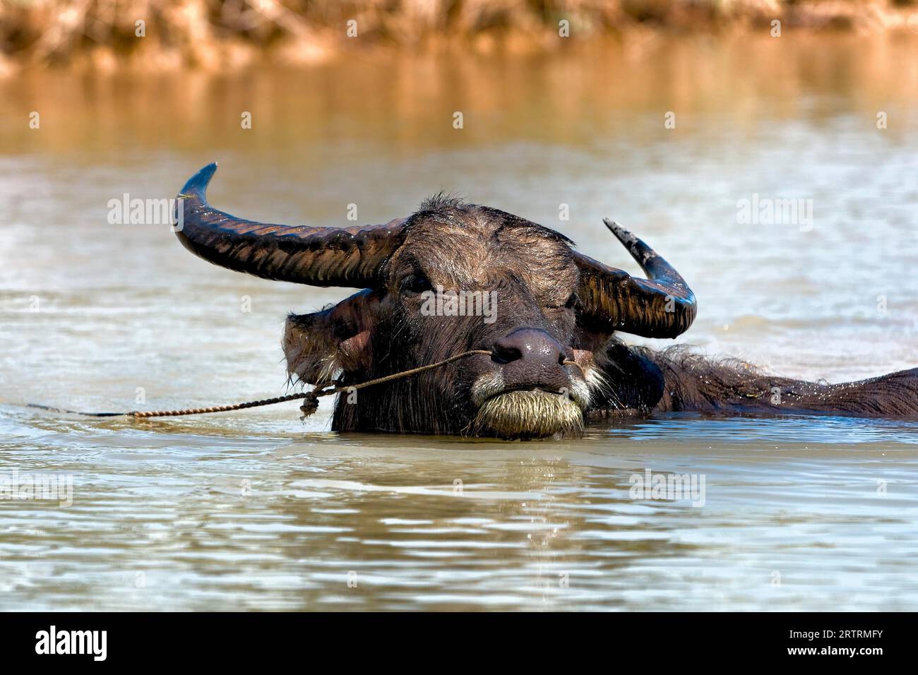 Asian buffalo (Bubalus), water buffalo in water, Myanmar Stock Photo ...