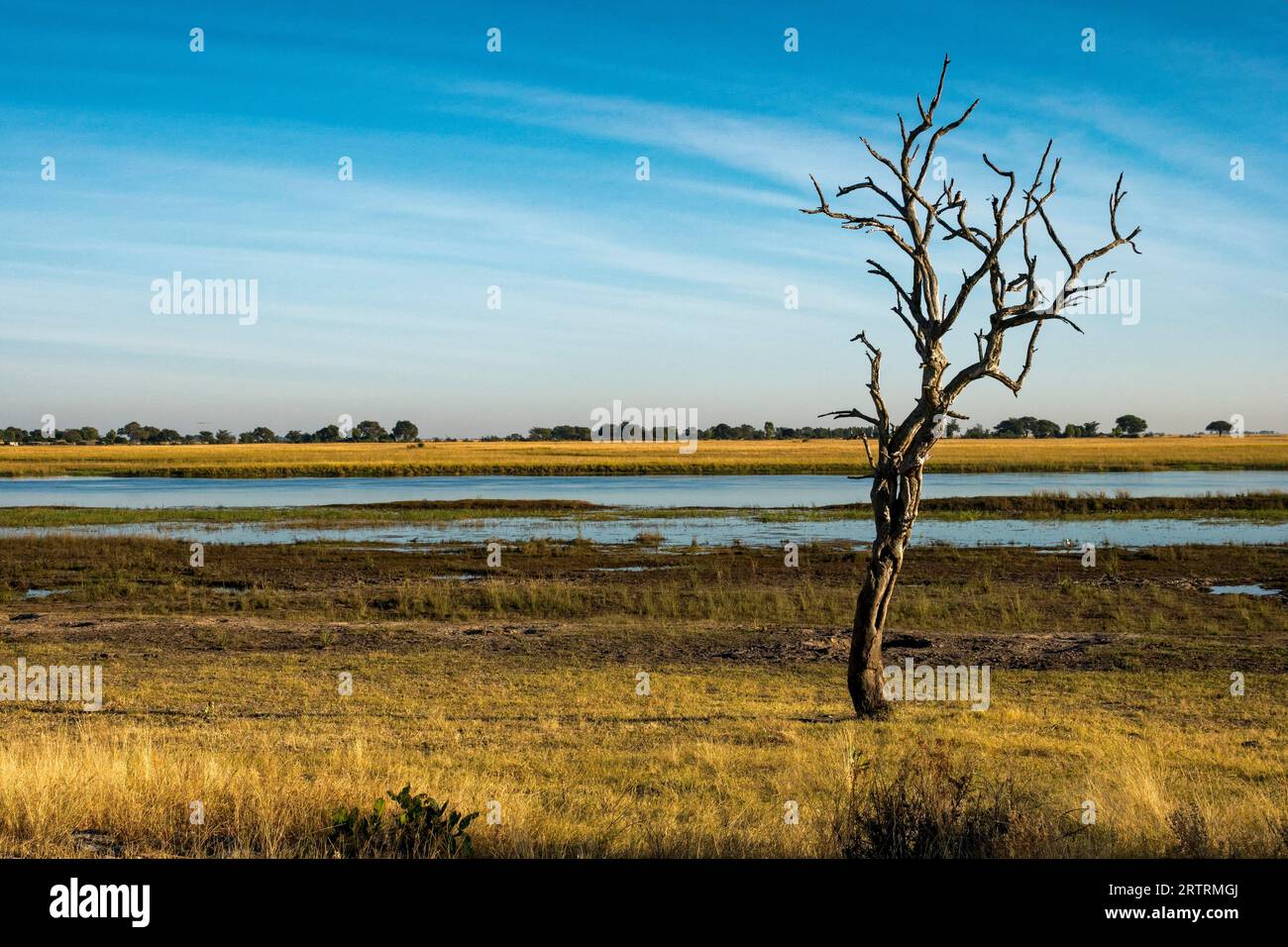Landscape with dry tree in Chobe National Park, Botswana Stock Photo ...