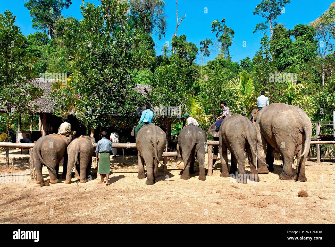 Asian elephant (Elephas maximus) Elephants stand in a row at camp ...